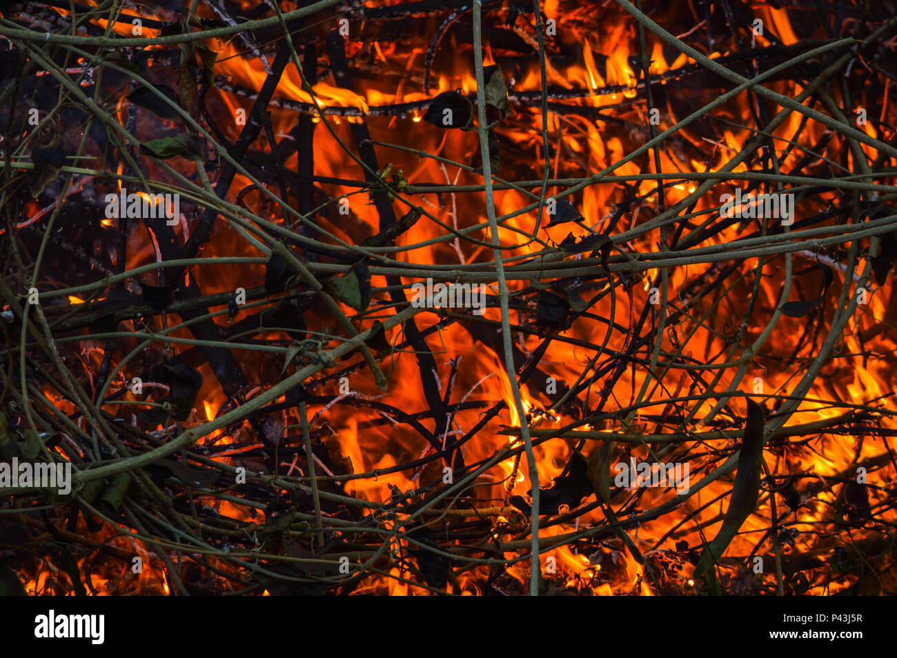 Curled branches hi-res stock photography and images - Alamy