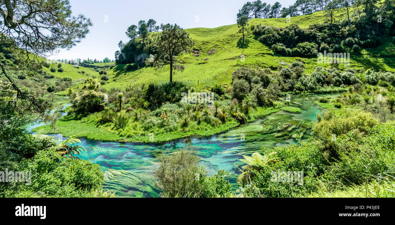 Blue Spring is located at Te Waihou Walkway,Hamilton New Zealand. It ...