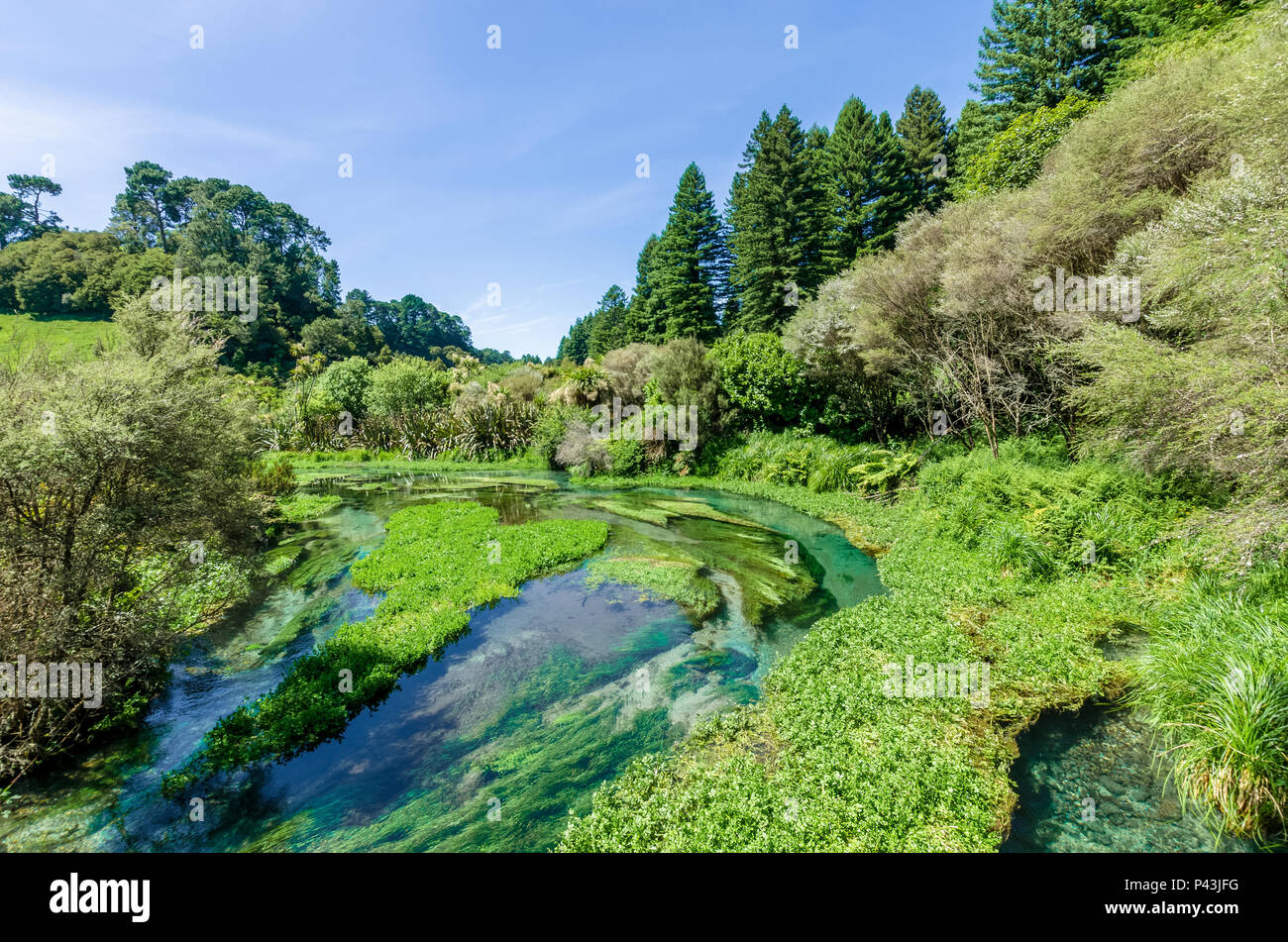 Blue Spring is located at Te Waihou Walkway,Hamilton New Zealand. It ...