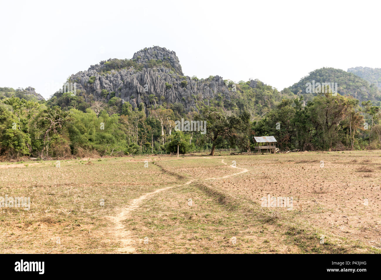 Path across field cleared for planting, Nong Ping village, Laos Stock ...