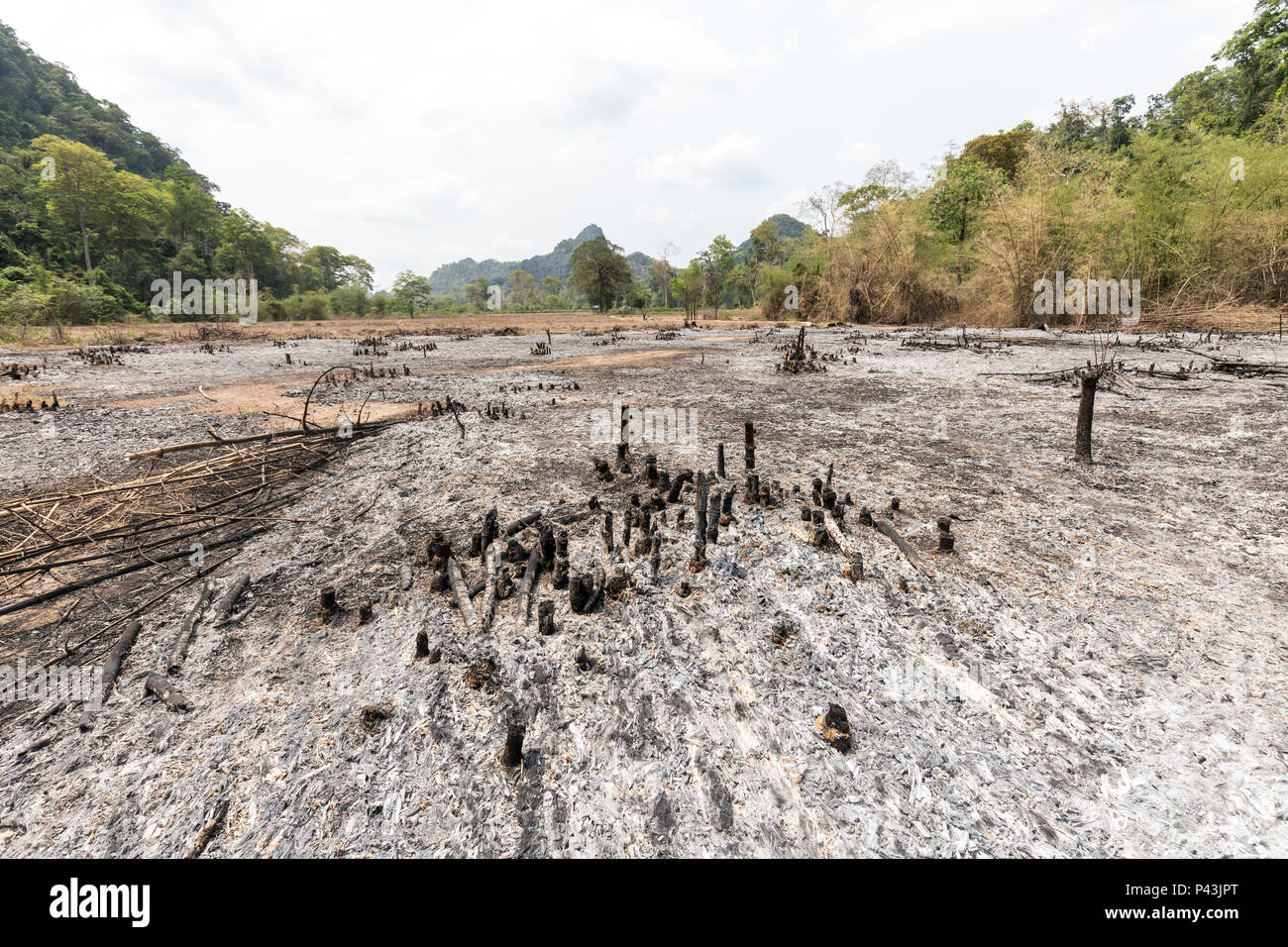 Field prepared for planting by cut and burn, Nong Ping rural village ...