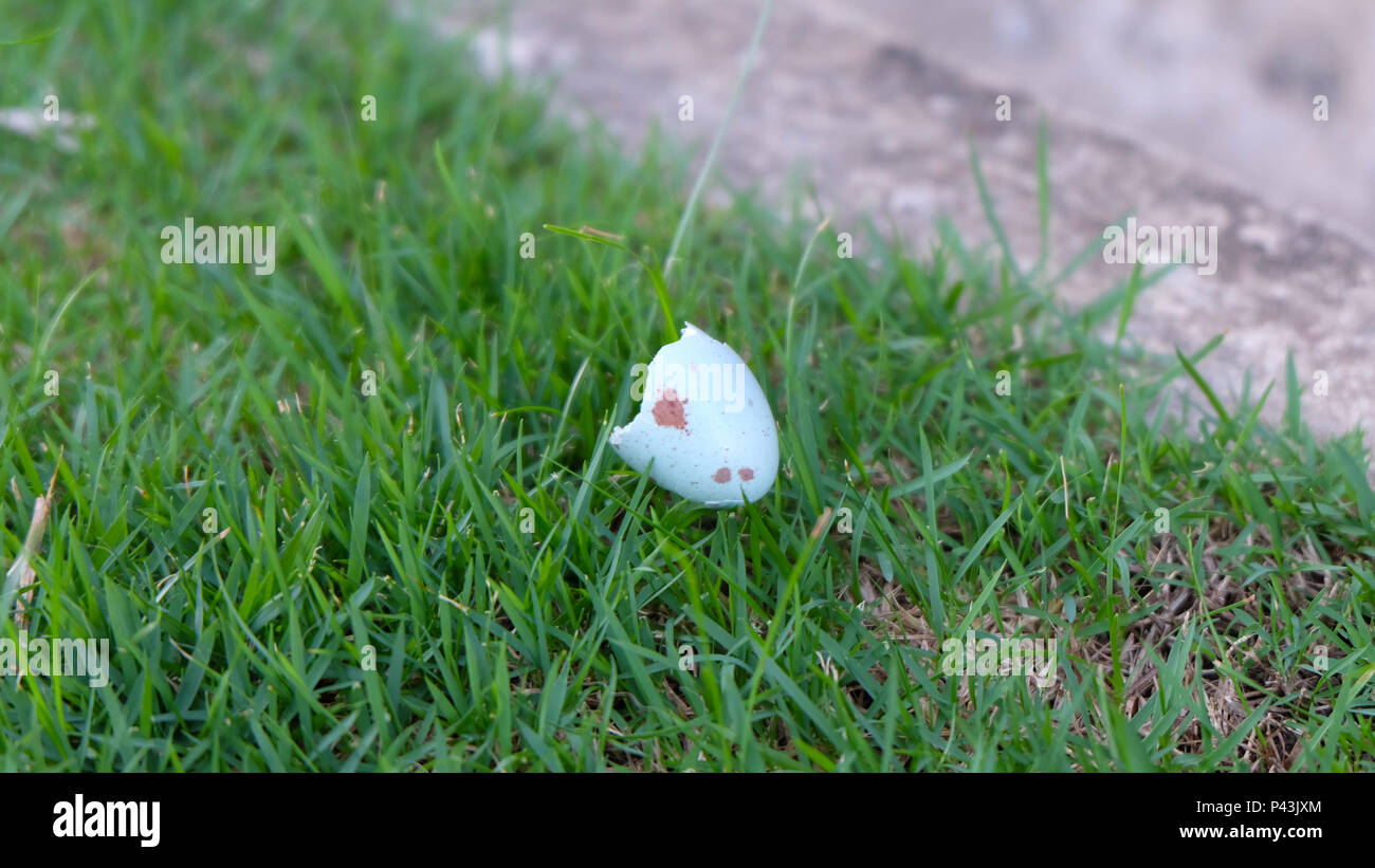 Tiny blue empty egg shell with brown patches, on green grass in the ...