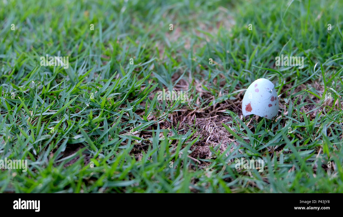 Tiny blue empty egg shell with brown patches, on green grass in the ...