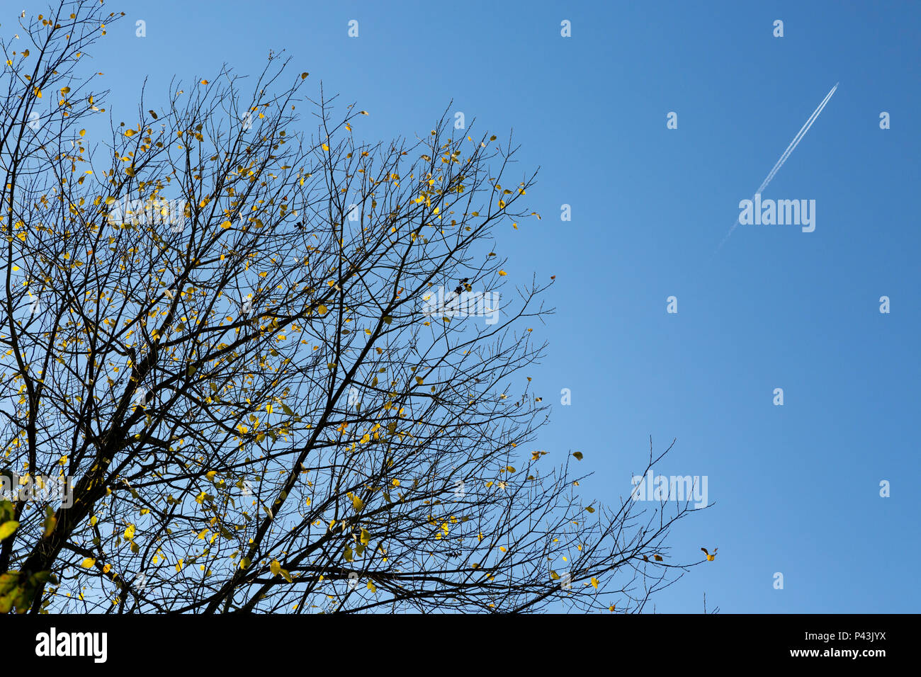 Commercial airplane flying across blue autumn sky leaving contrails ...