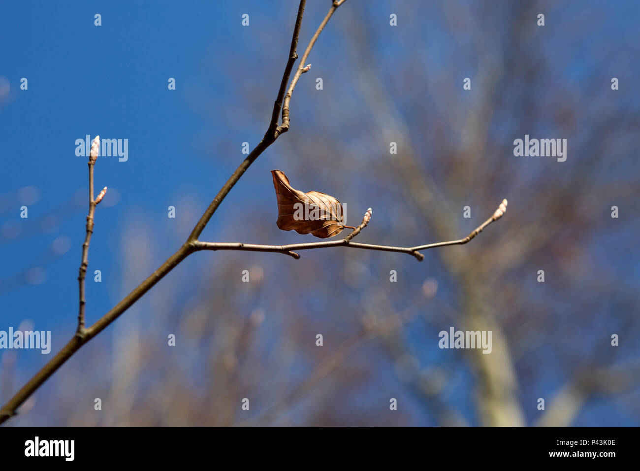 Single leaf in fall color in sunlight hi-res stock photography and ...