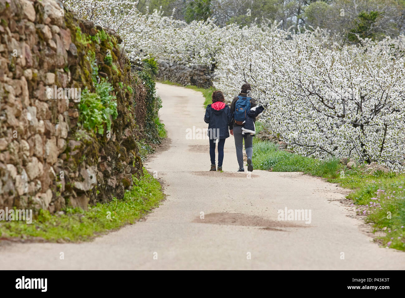 Cherry blossom pathway in Jerte Valley, Caceres. Spring in Spain Stock ...