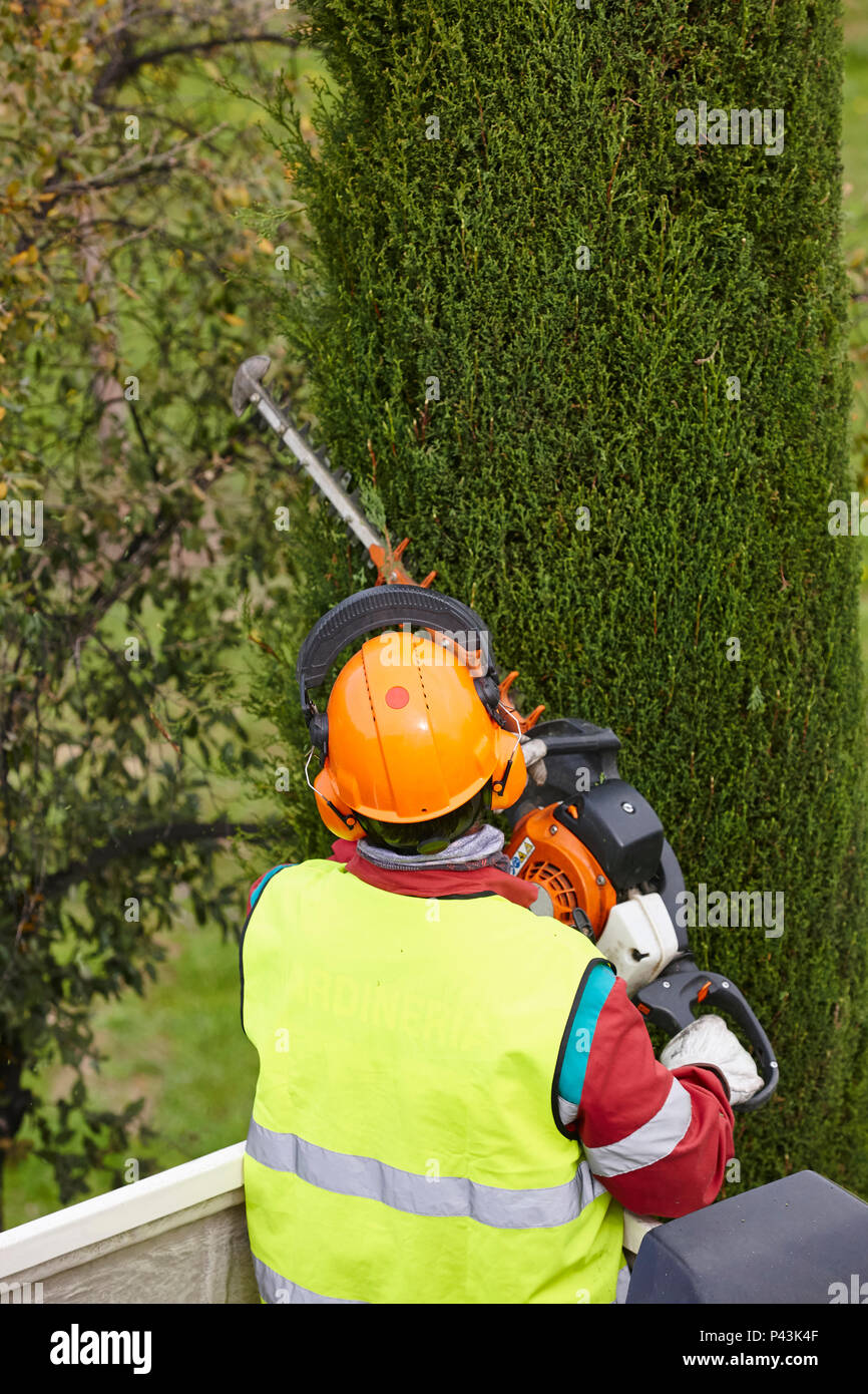 Equiped worker pruning a tree on a crane. Gardening works Stock Photo ...