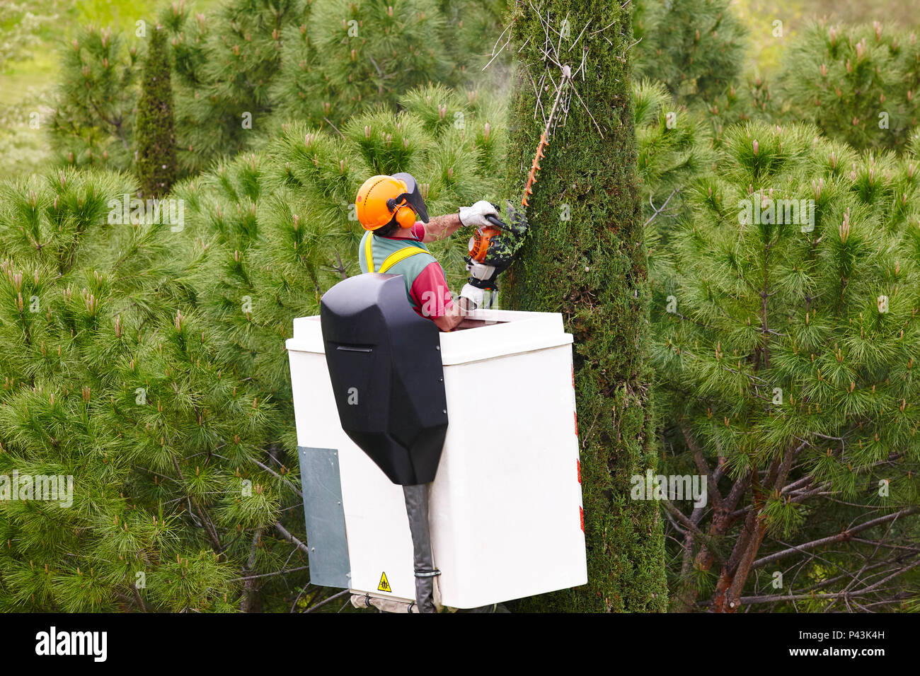 Equiped worker pruning a tree on a crane. Gardening works Stock Photo ...
