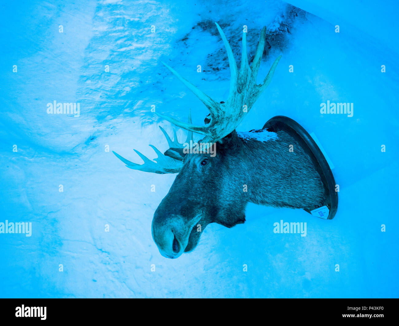 Furry moose hi-res stock photography and images - Alamy