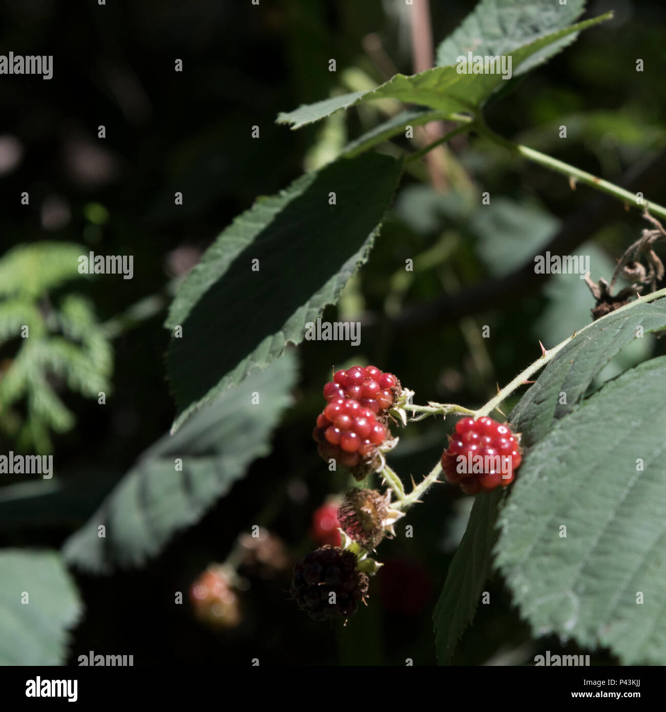 Red Mulberry growing on a plant, Goldstream Provincial Park, Vancouver ...