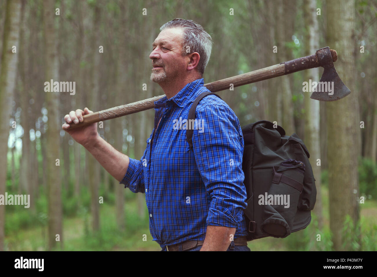 experienced lumberjack while visiting a forest before cutting some ...