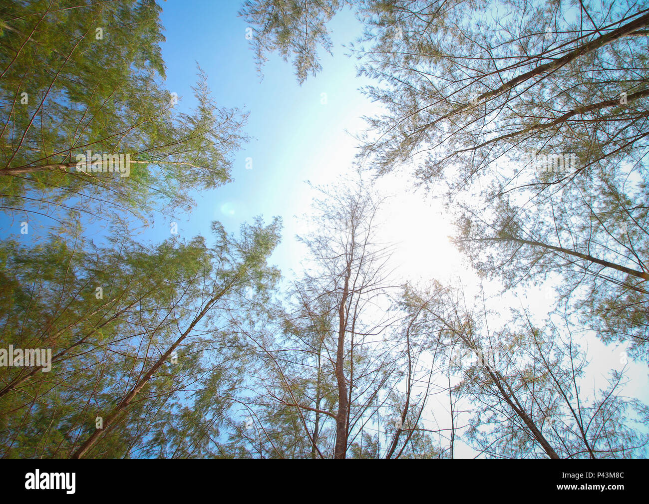 Top view of green tree nature with blue sky background at the beach ...