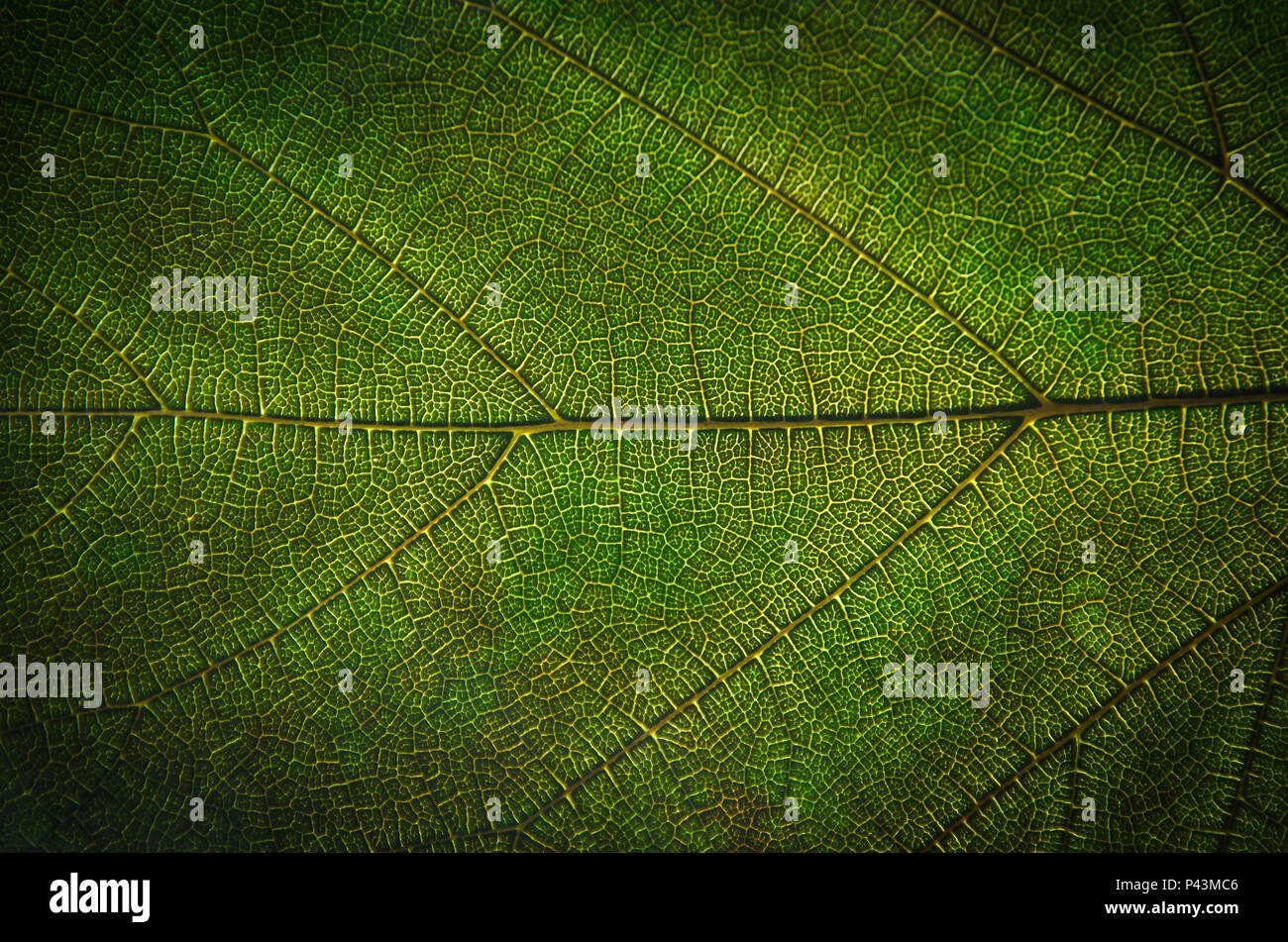 Background and wallpaper of green leaves texture and structure of leaf ...
