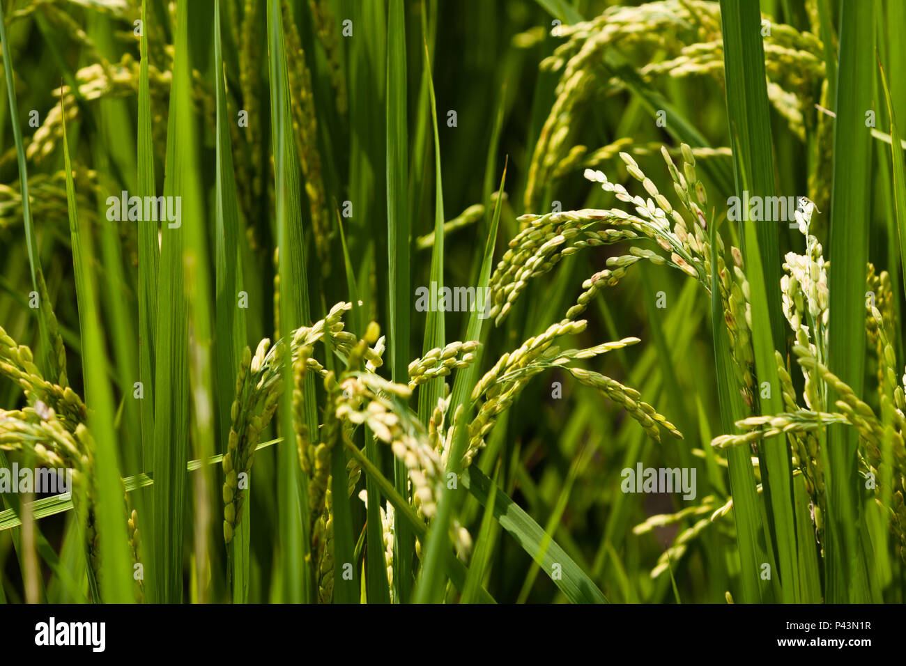 Alimento básico de arroz hi-res stock photography and images - Alamy