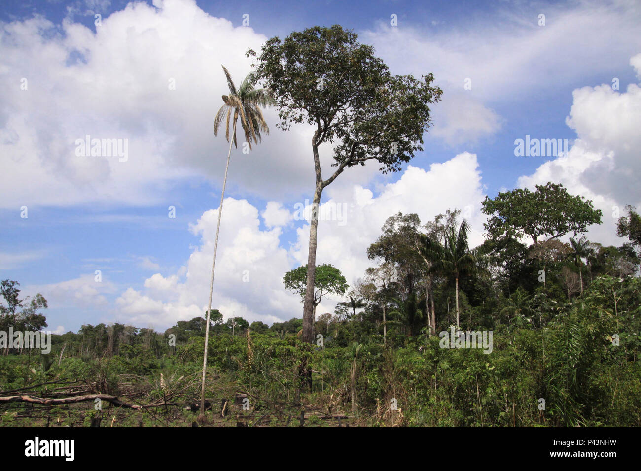 Castanheira na Floresta Amazonica na RegiÃ£o da Cidade de Santa Izabel ...