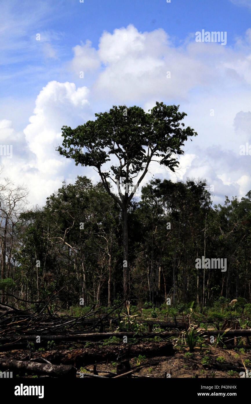 Castanheira na Floresta Amazonica na RegiÃ£o da Cidade de Santa Izabel ...