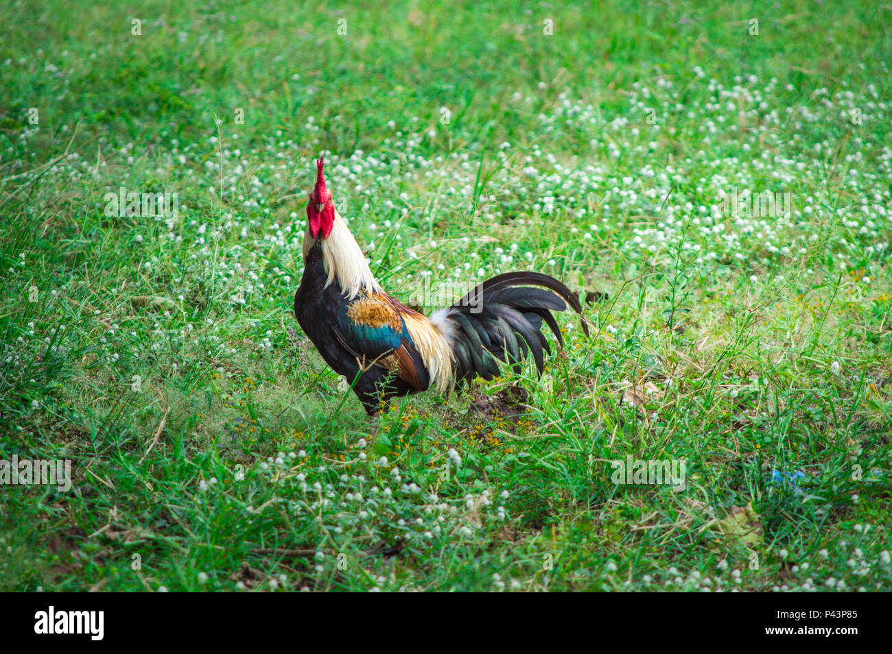Chicken, rooster or cock Stock Photo - Alamy
