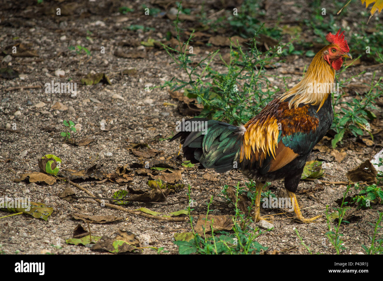 Chicken, rooster or cock Stock Photo - Alamy