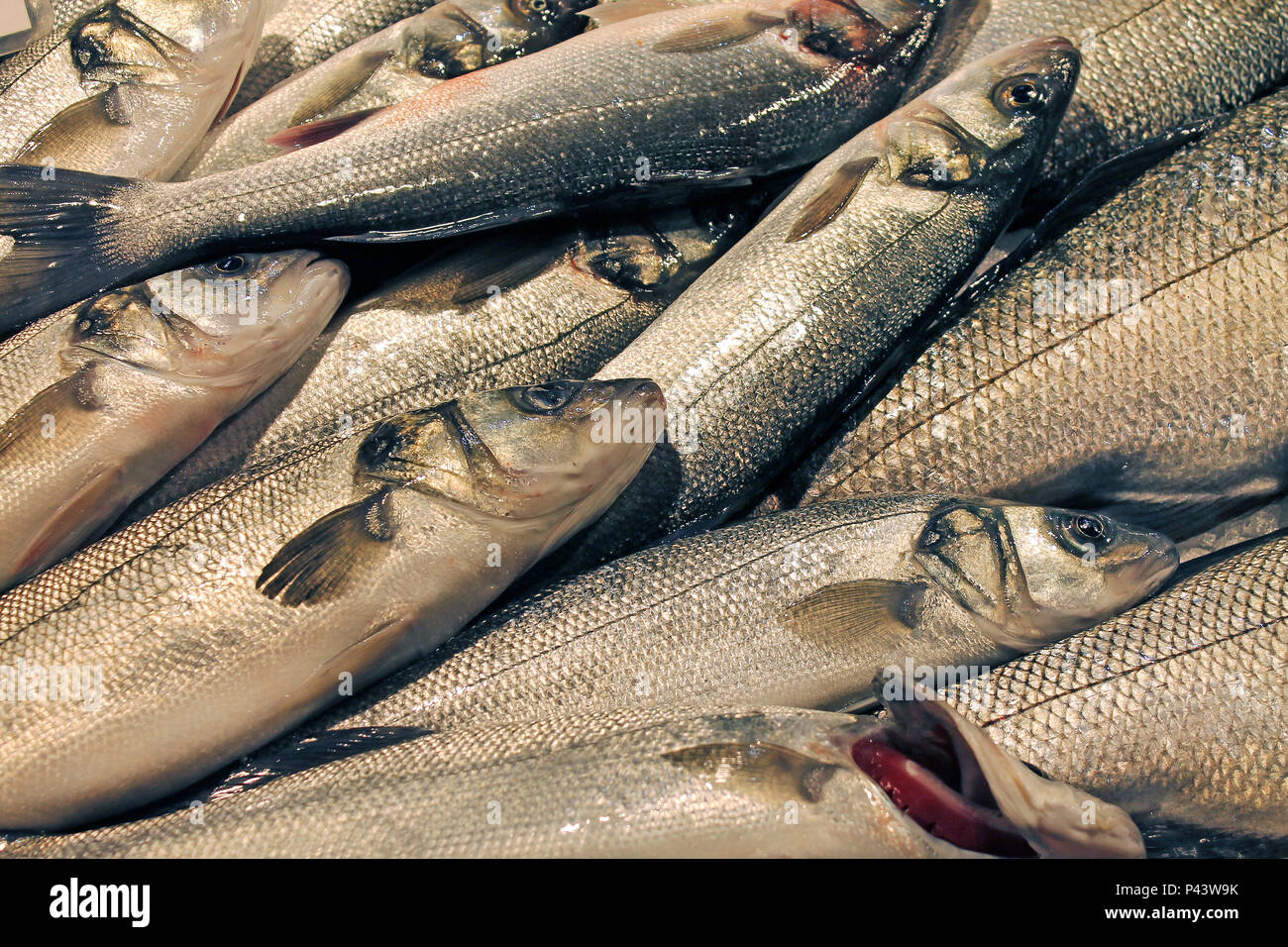 European bass for sale at a traditional fish market Stock Photo - Alamy