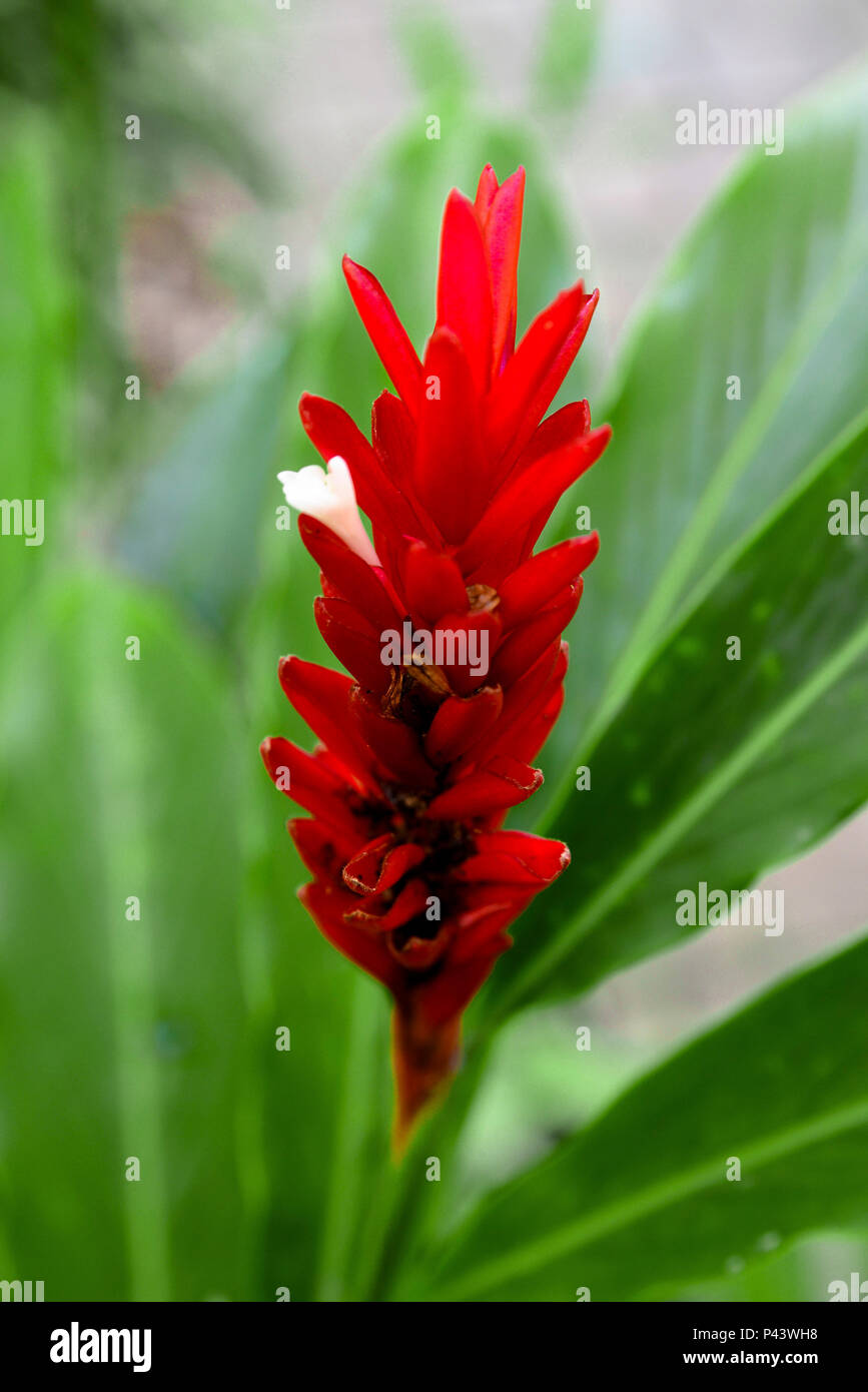 Flor de alpinia purpurata hi-res stock photography and images - Alamy