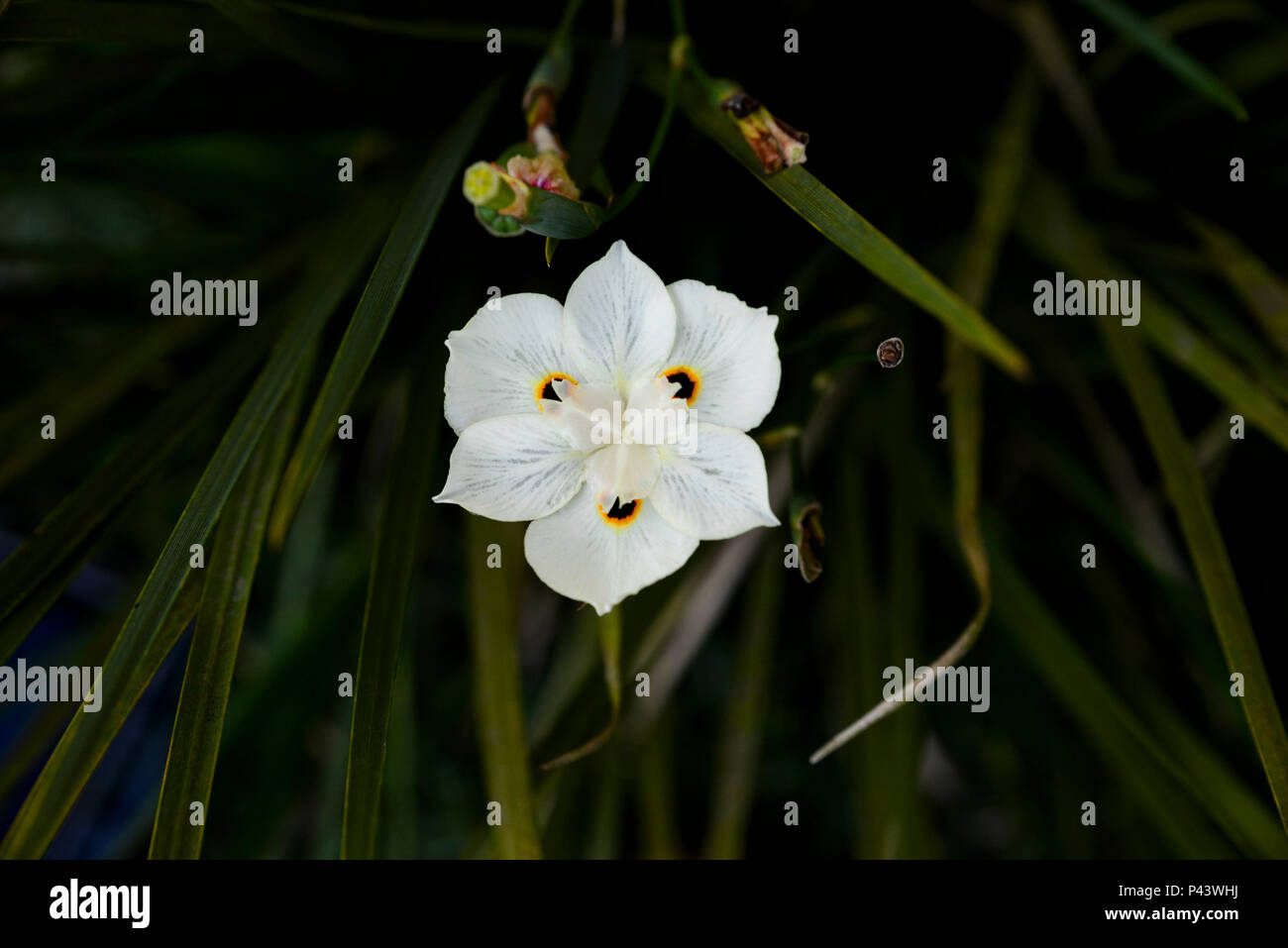 Flor de mora hi-res stock photography and images - Alamy