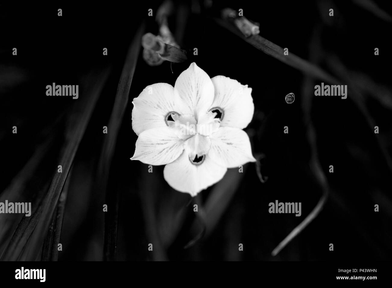 Flor de mora hi-res stock photography and images - Alamy