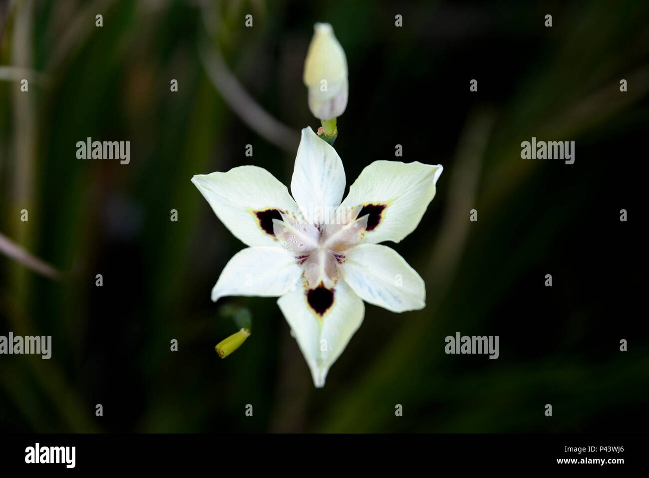 Flor de mora hi-res stock photography and images - Alamy