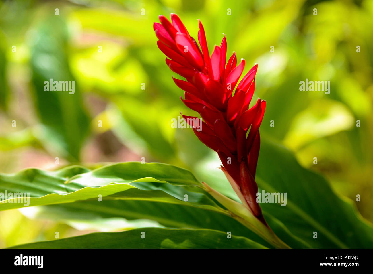 Flor de alpinia purpurata hi-res stock photography and images - Alamy