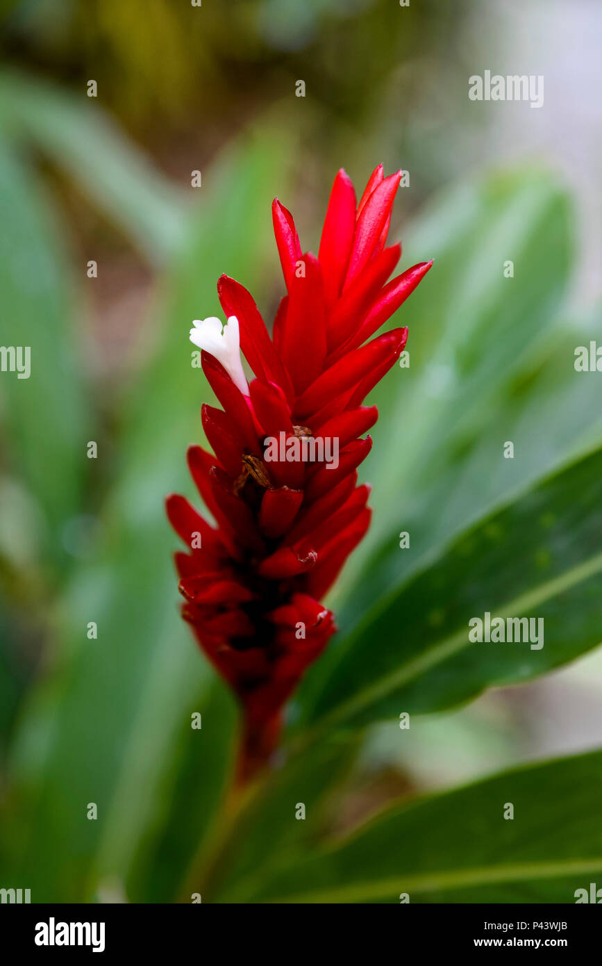 Flor de alpinia purpurata hi-res stock photography and images - Alamy