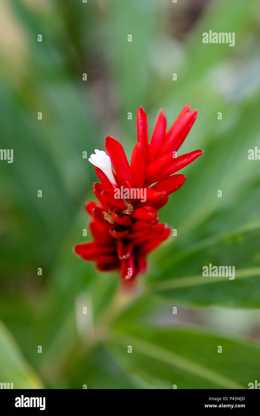 Flor de alpinia purpurata hi-res stock photography and images - Alamy
