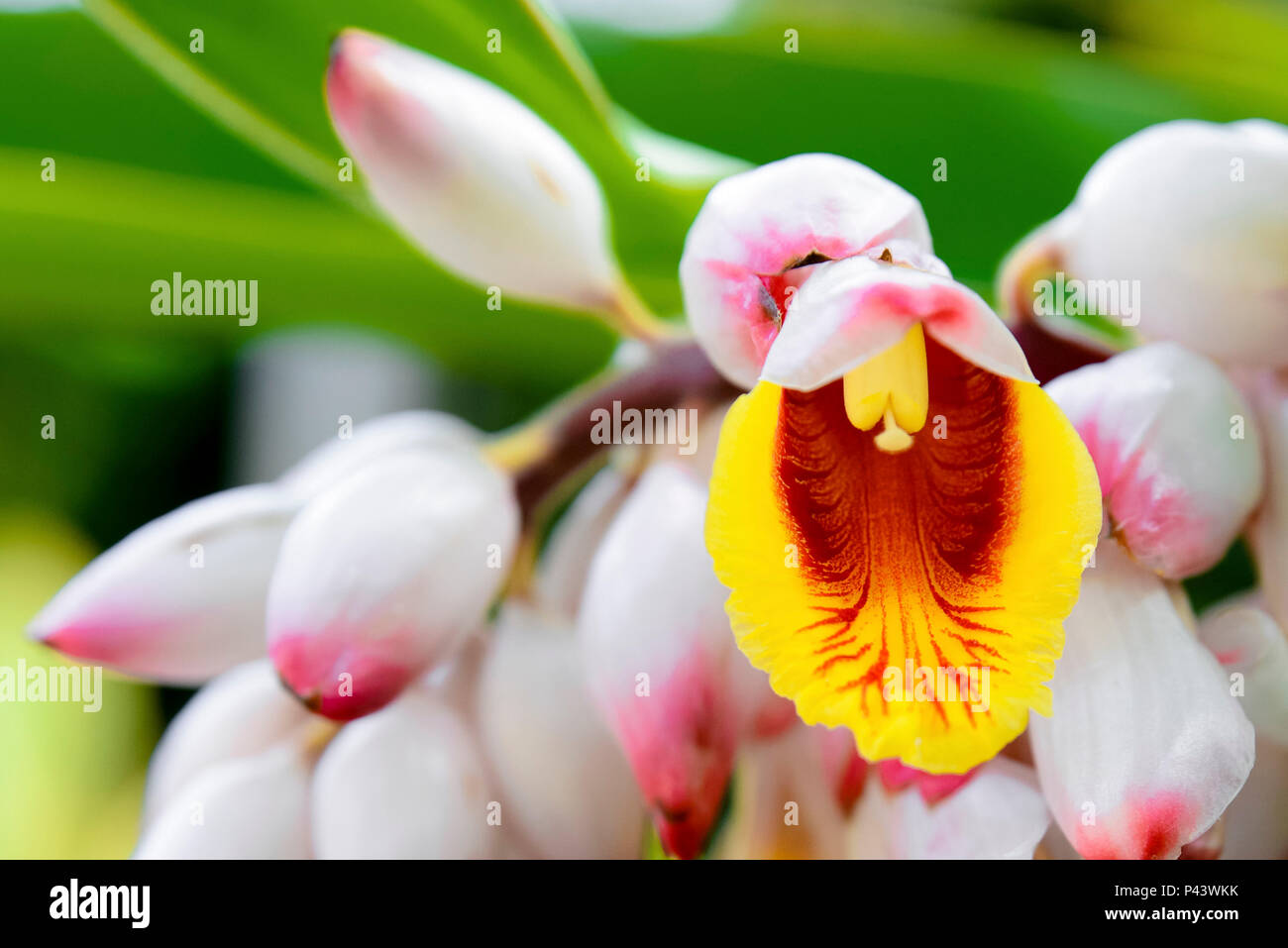 Planta de concha hi-res stock photography and images - Alamy