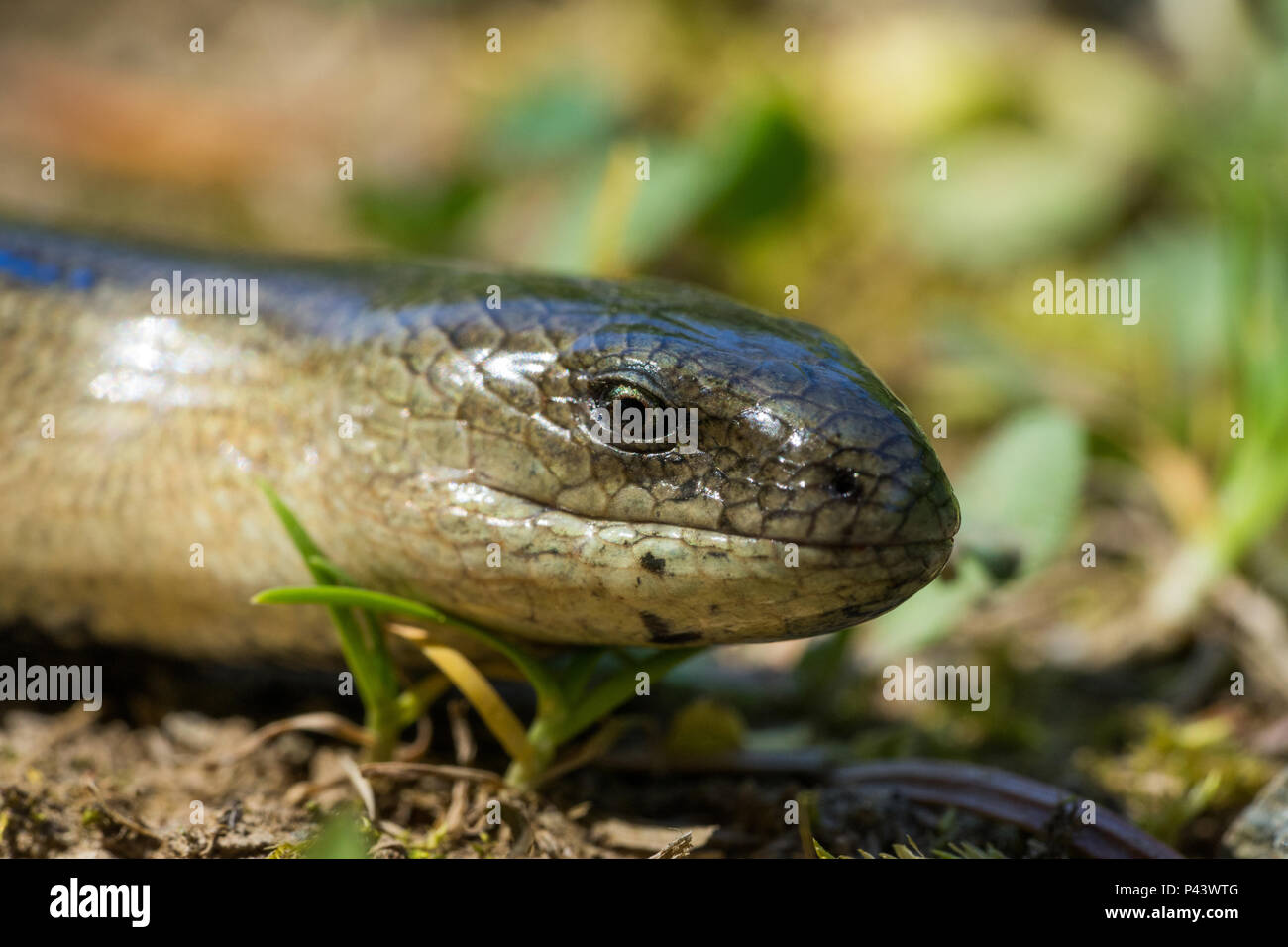 Slow Worm (Anguis fragilis). Macro photo. Male Stock Photo - Alamy
