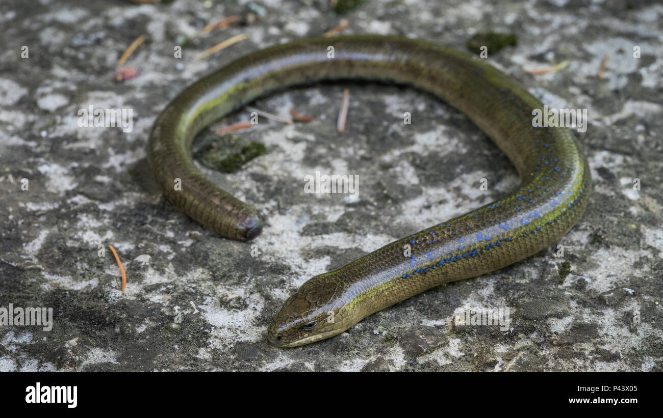 Legless Lizard (Anguis fragilis) in Natural Habitat. Male Stock Photo ...