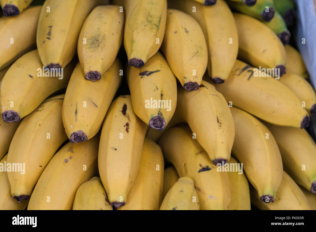 Banana Jr