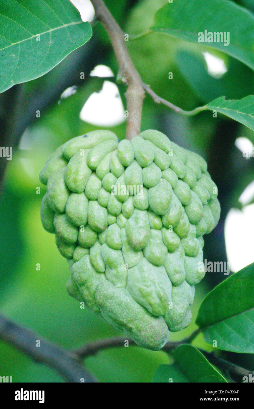 Atemoia hi-res stock photography and images - Alamy