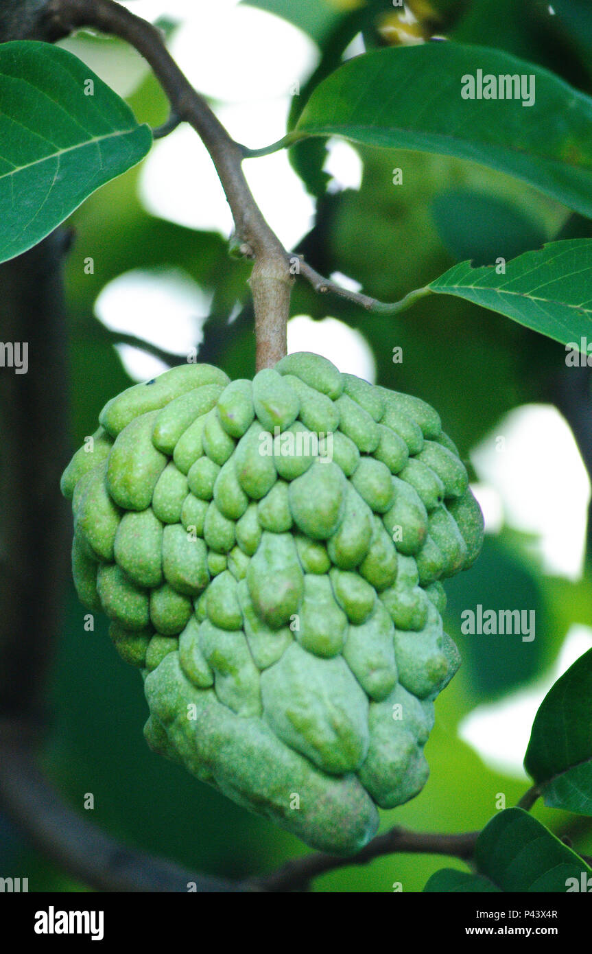 Atemoia hi-res stock photography and images - Alamy