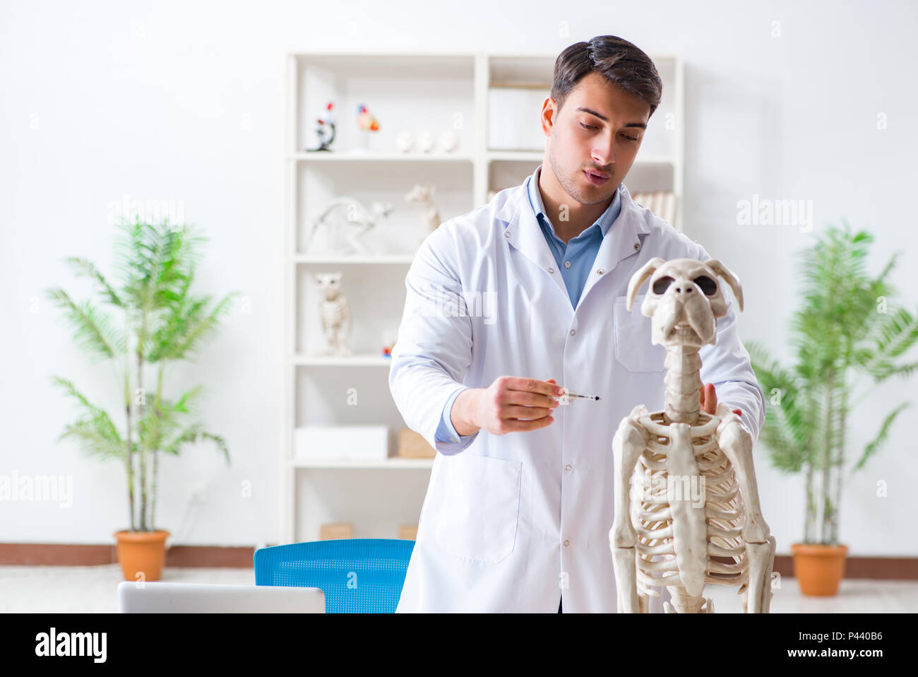 Doctor vet practicing on dog skeleton Stock Photo - Alamy