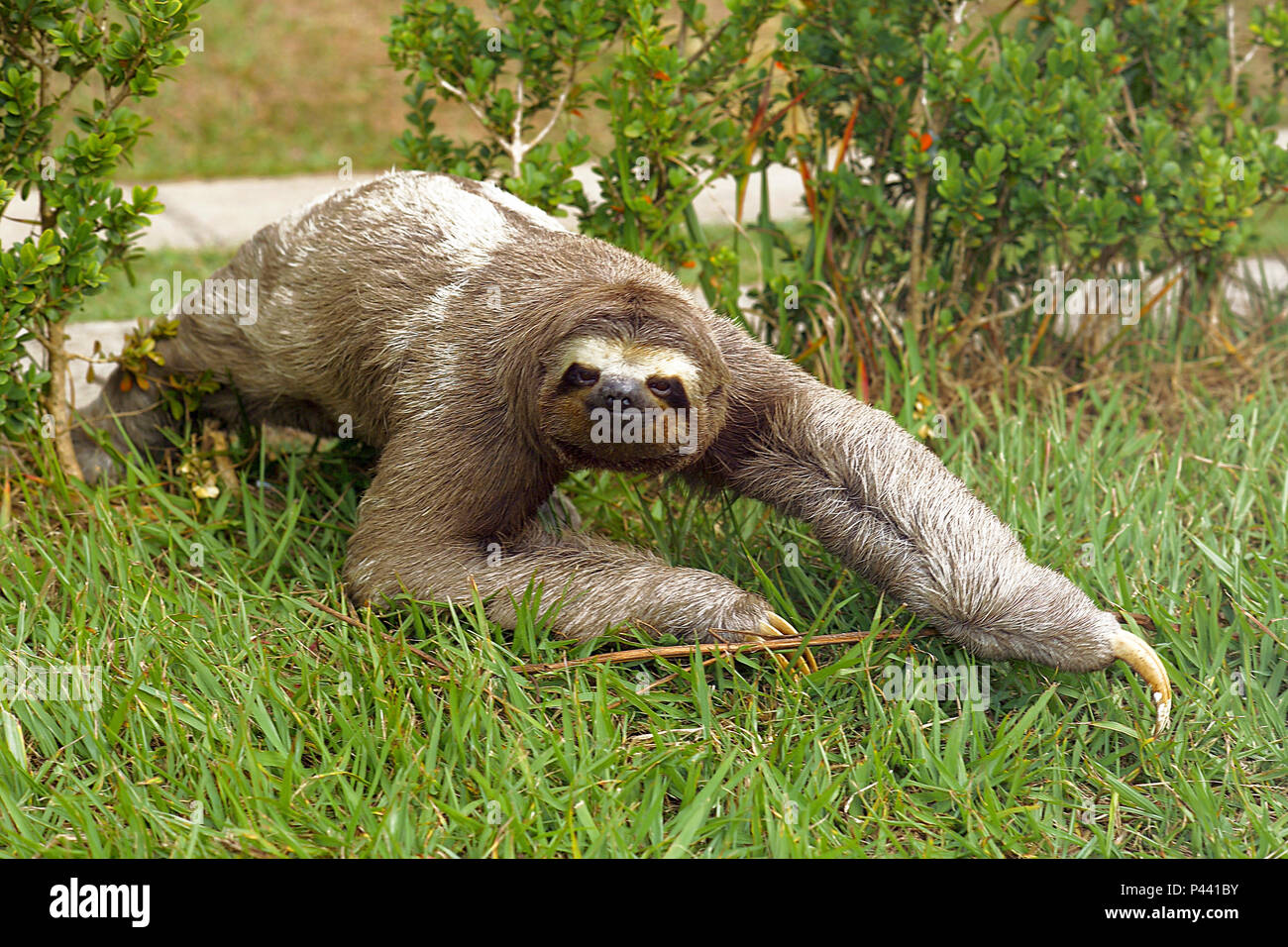 Bicho PreguiÃ§a (Bradypus variegatus), SÃ£o Paulo/SP, Brasil - 25/04 ...