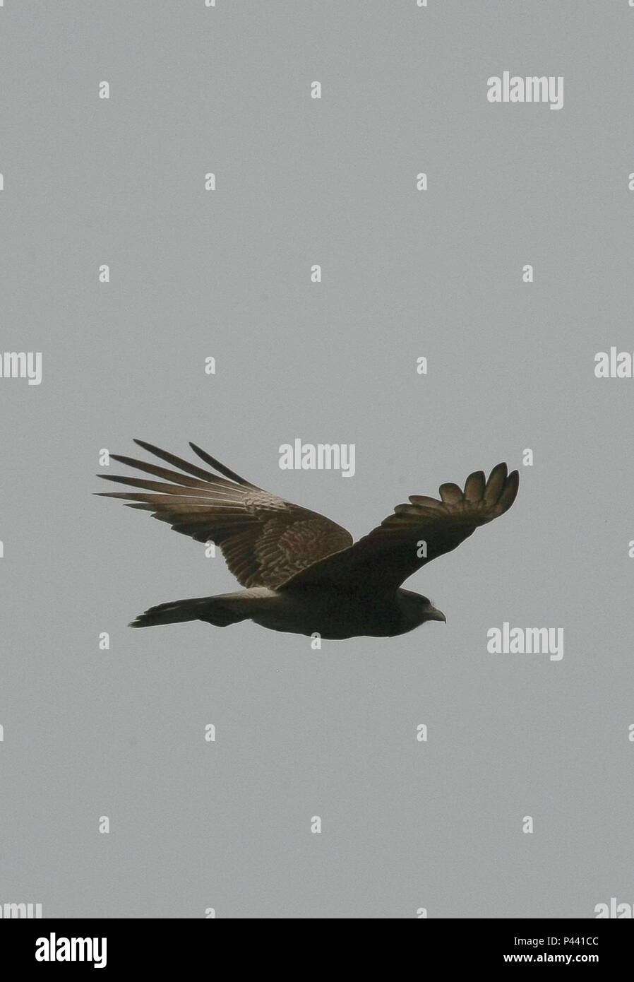 Chimango Ã© uma ave falconiforme da famÃ­lia Falconidae. TambÃ©m ...
