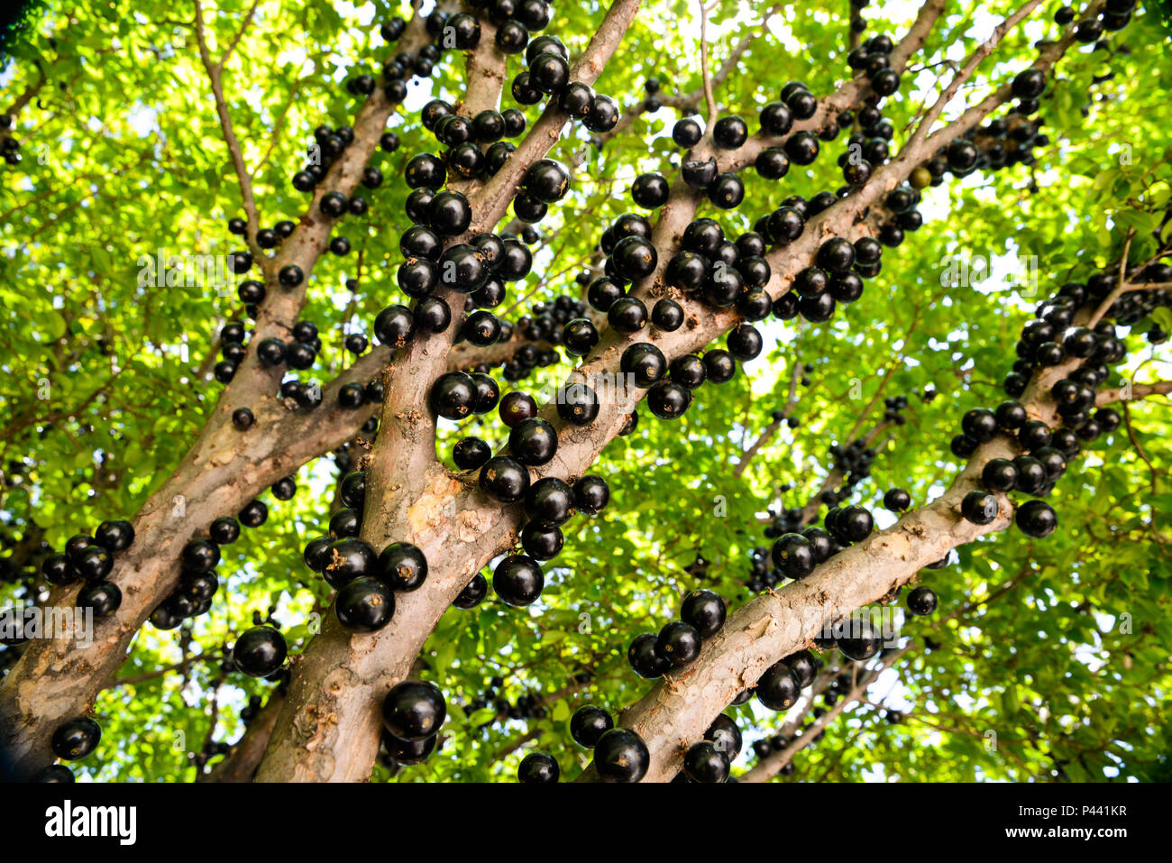 Arvore Jabuticaba