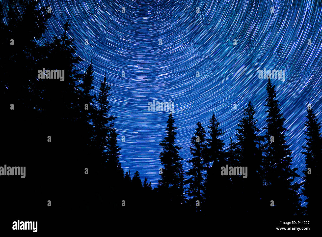 Stars forest tree hi-res stock photography and images - Alamy