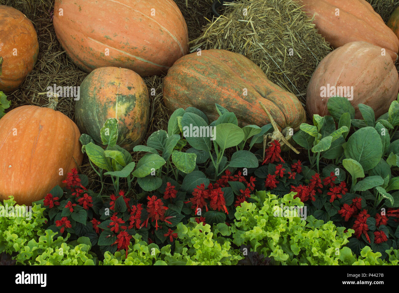 Pumpkin and vegetable on grass hay Stock Photo - Alamy