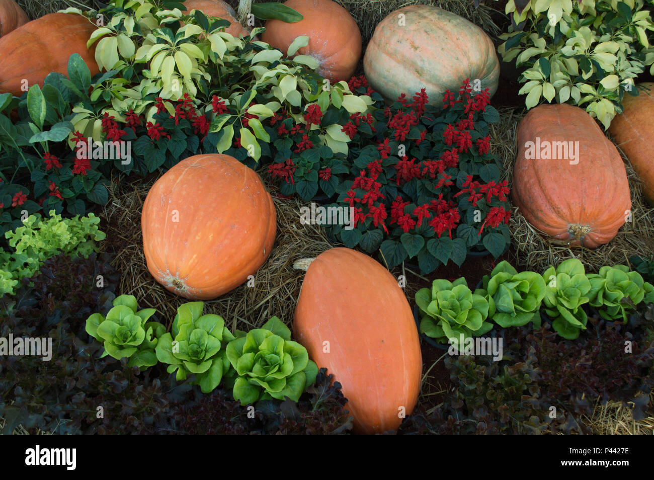 Pumpkin and vegetable on grass hay Stock Photo - Alamy