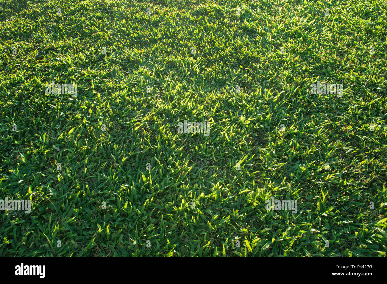 Grass field use as background Stock Photo - Alamy