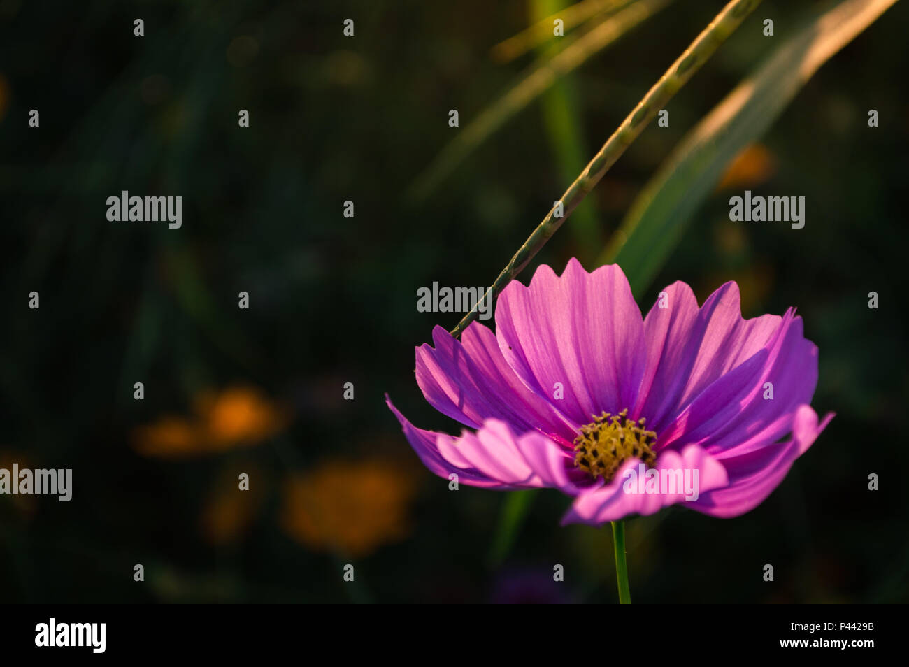 Beautiful cosmos flower sunrise hi-res stock photography and images - Alamy