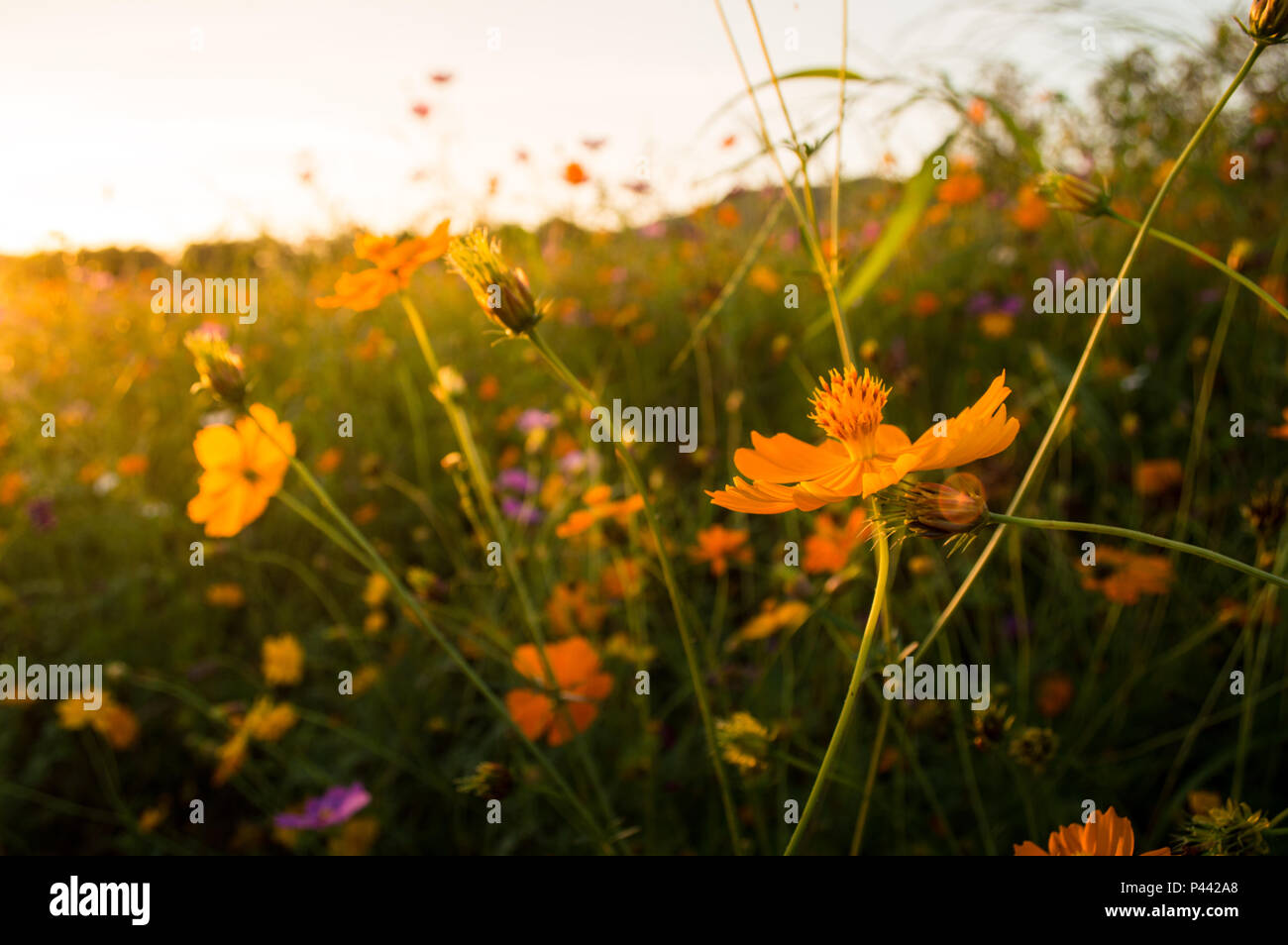 Beautiful cosmos flower sunrise hi-res stock photography and images - Alamy