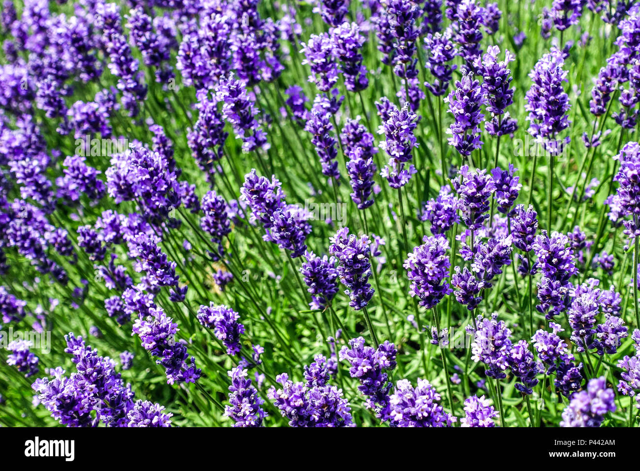 Lavender hedge hi-res stock photography and images - Alamy