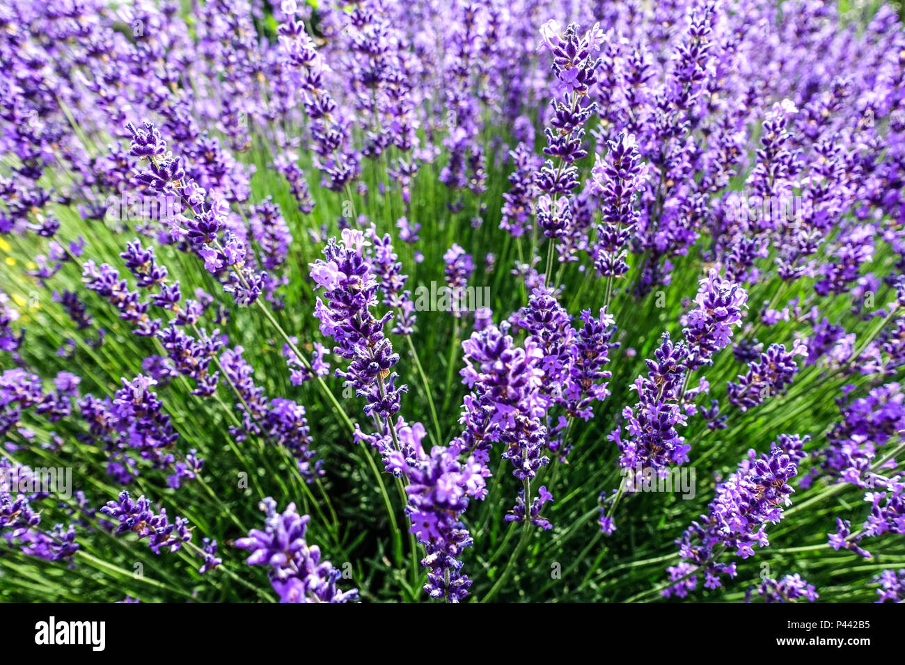 Lavender hedge hi-res stock photography and images - Alamy