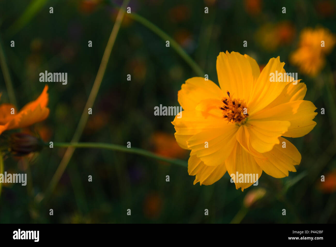 Beautiful cosmos flower sunrise hi-res stock photography and images - Alamy