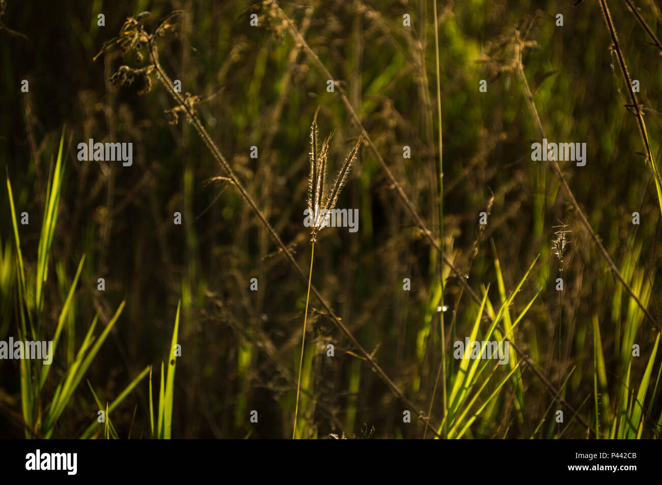 Swollen finger grass Stock Photo - Alamy